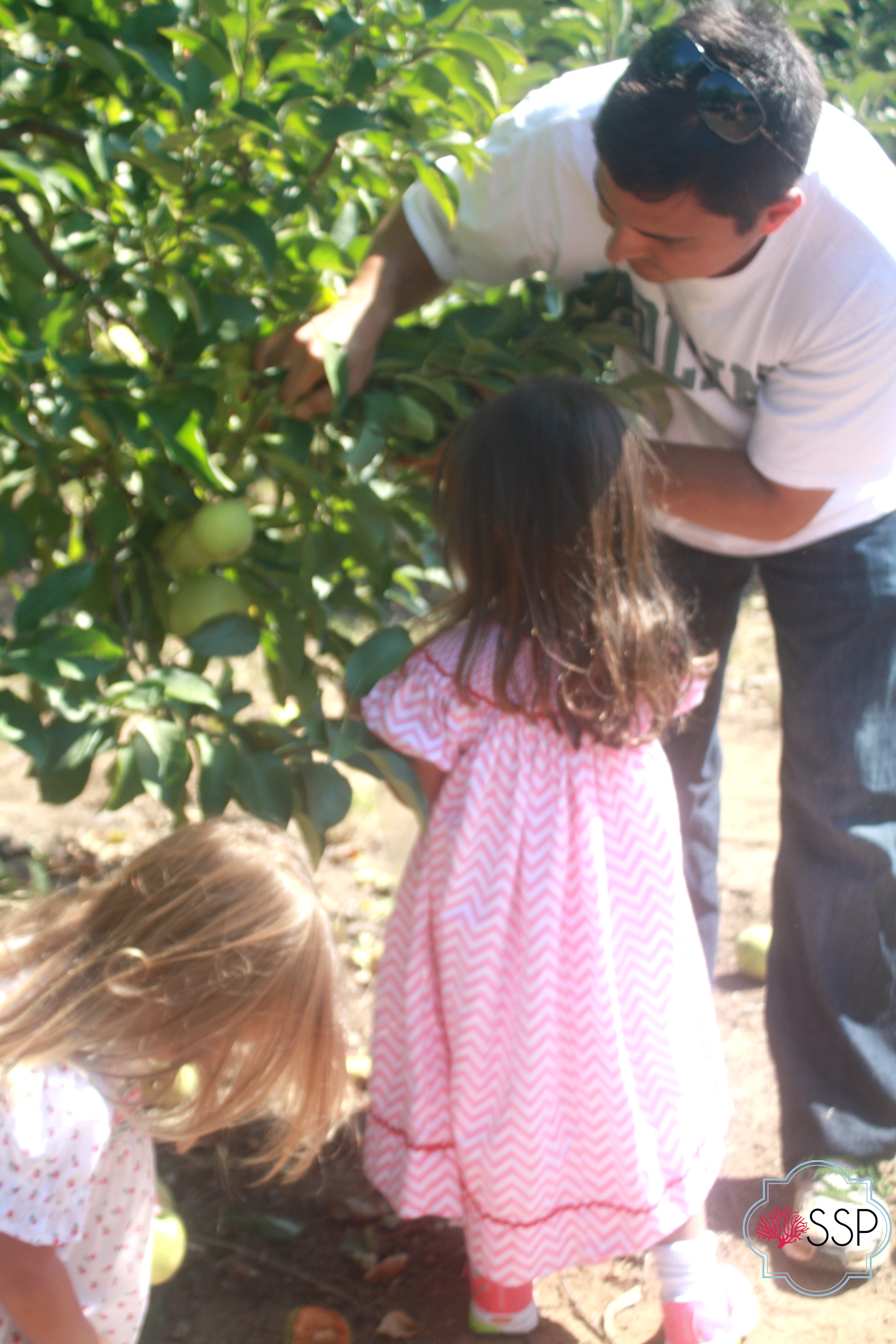 Fall Family Fun: Apple Picking - Sarah Sofia Productions