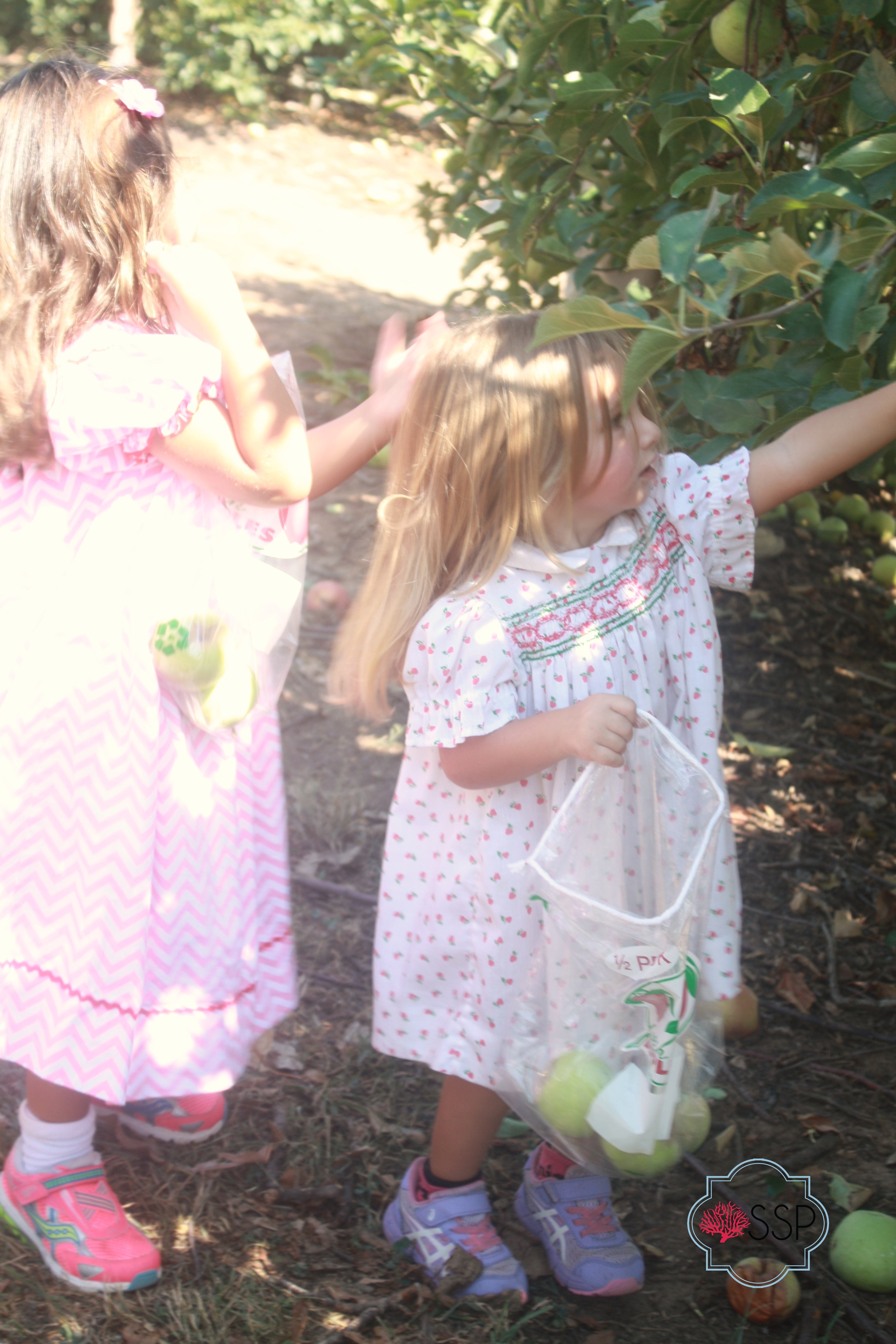 Fall Family Fun: Apple Picking - Sarah Sofia Productions